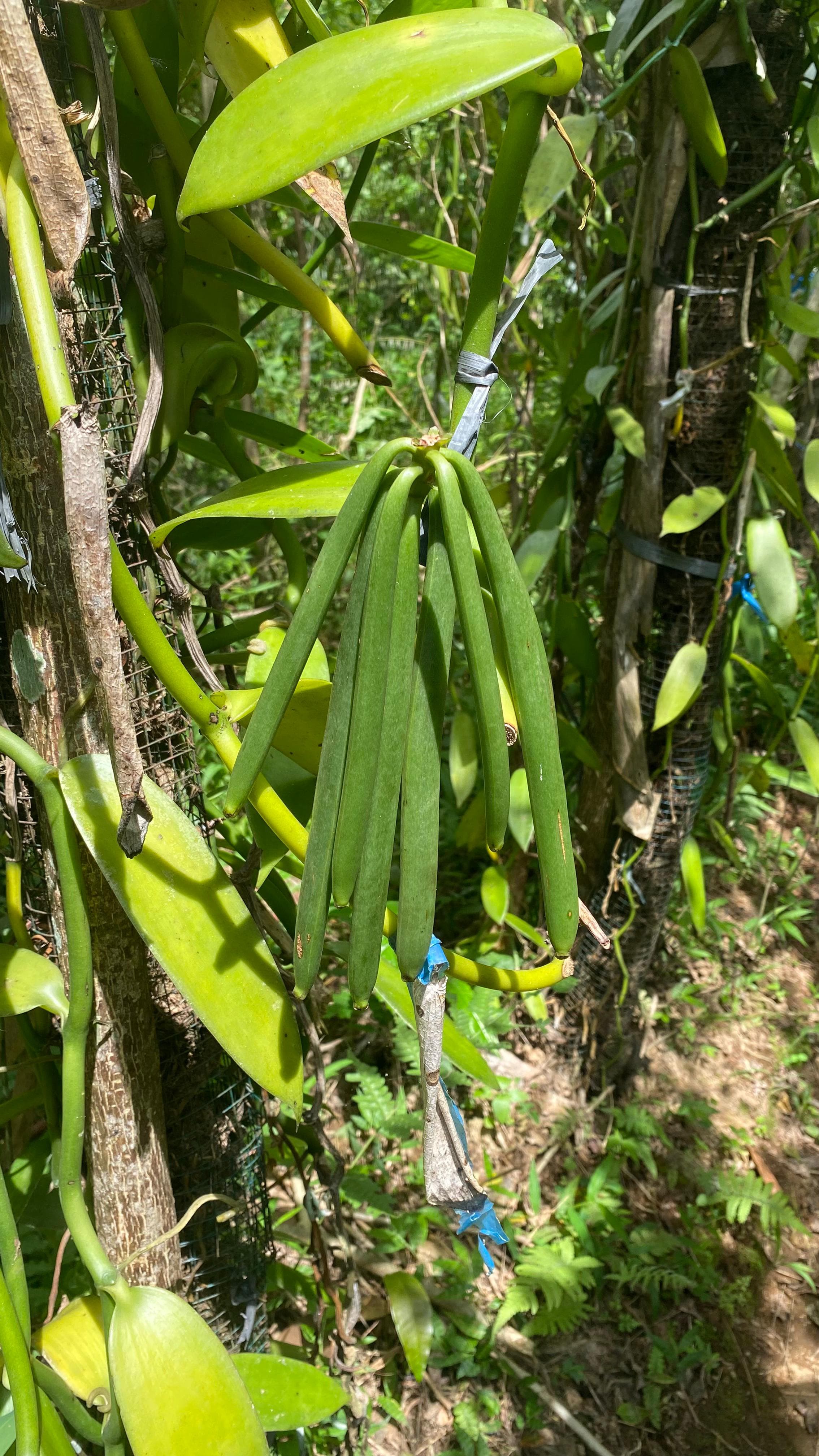 Vanilloka - Premium Vanilla Export | Global Vanilla Supplier